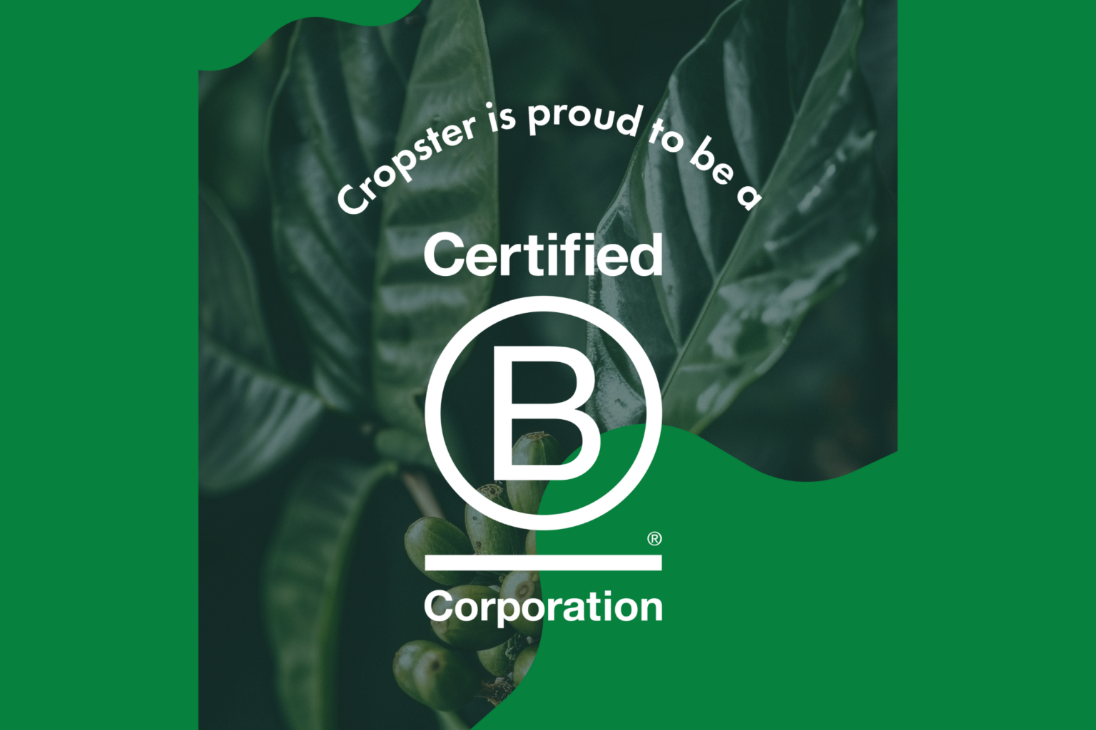 The B-Corp Impact: Elevating Coffee Production at Cropster